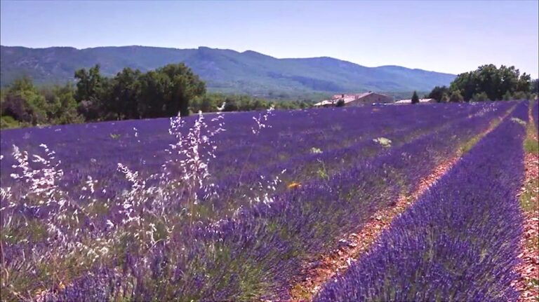 A Guide to Visiting the Lavender Fields in Provence in 2025