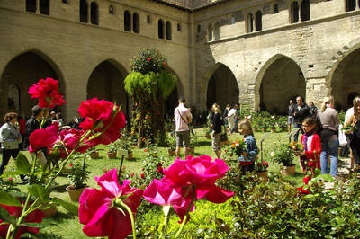 Avignon Rose Festival - Only Provence
