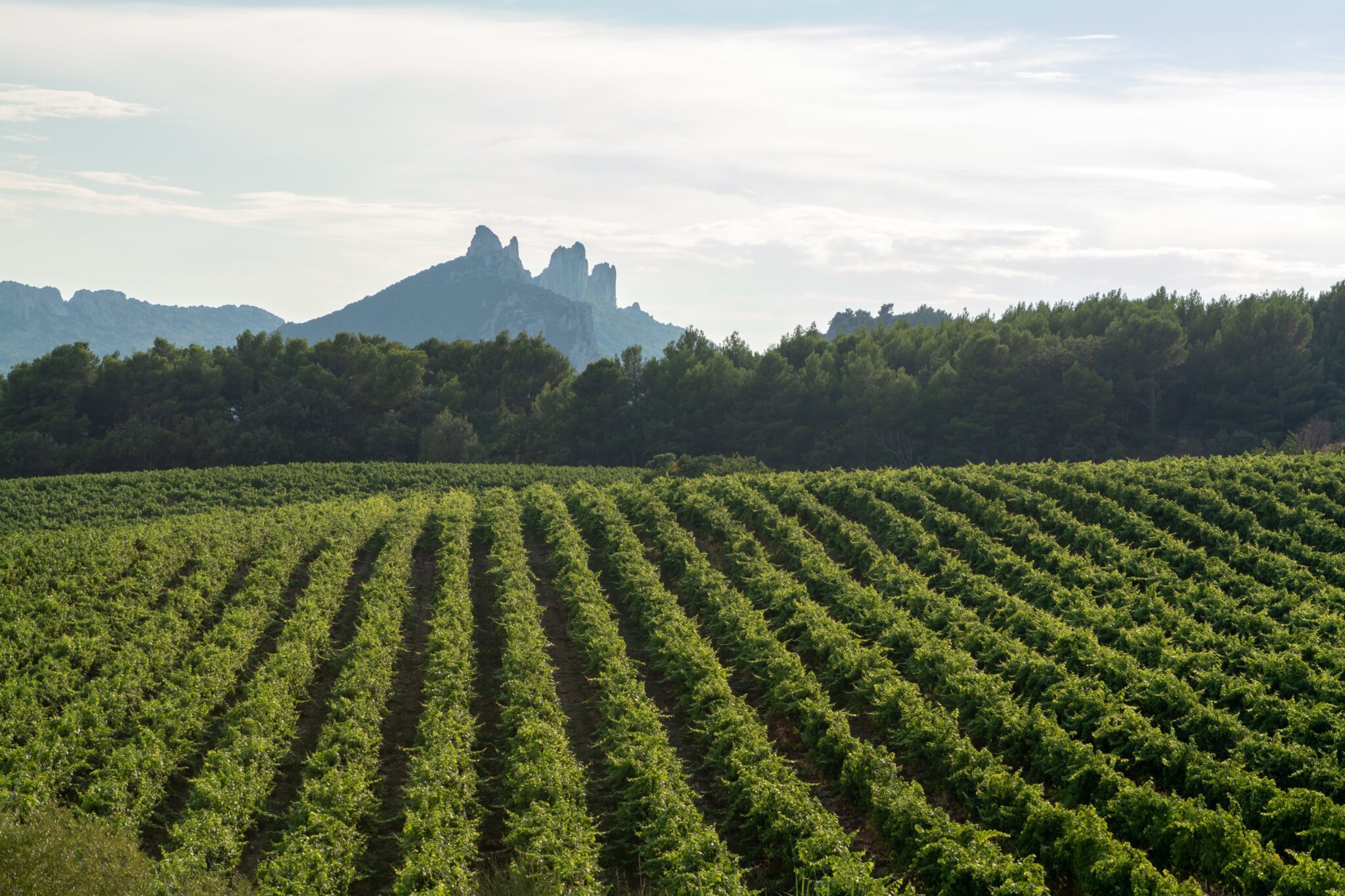 The Magic of Wine Tasting in Provence - Only Provence