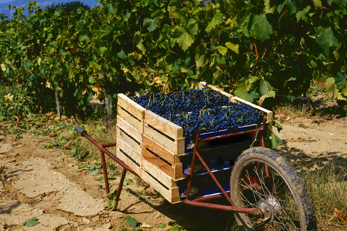 South of France in Autumn | Visitors Guide | Only Provence