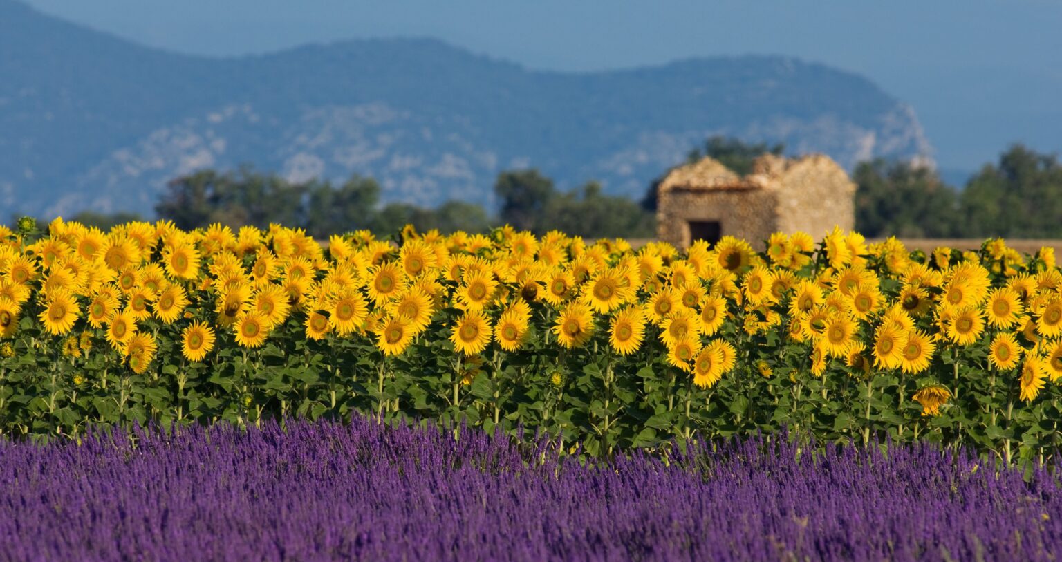 Provence Flowers | Lavender, Wildflowers, Irises | Only Provence