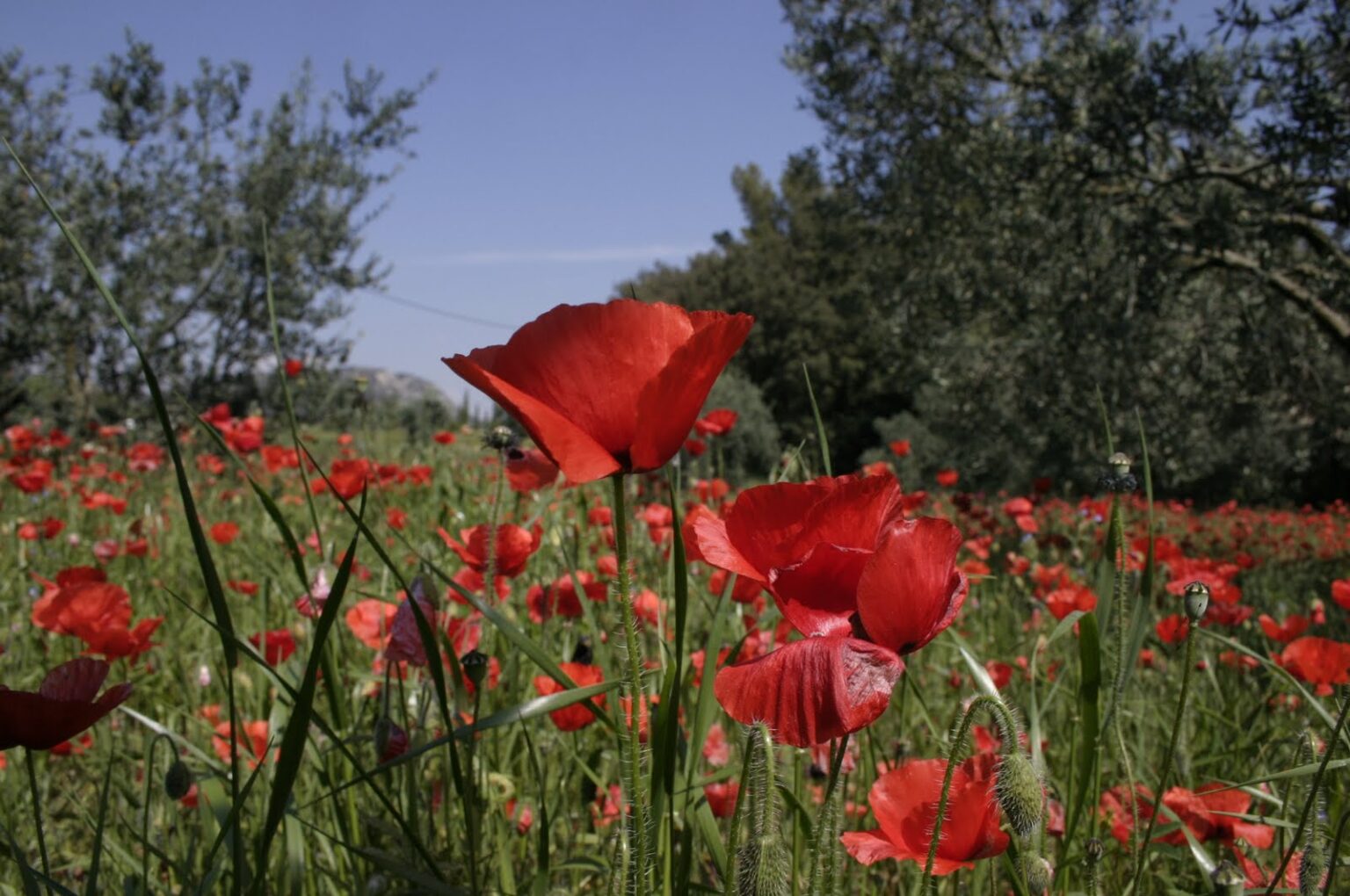 Provence Flowers | Lavender, Wildflowers, Irises | Only Provence