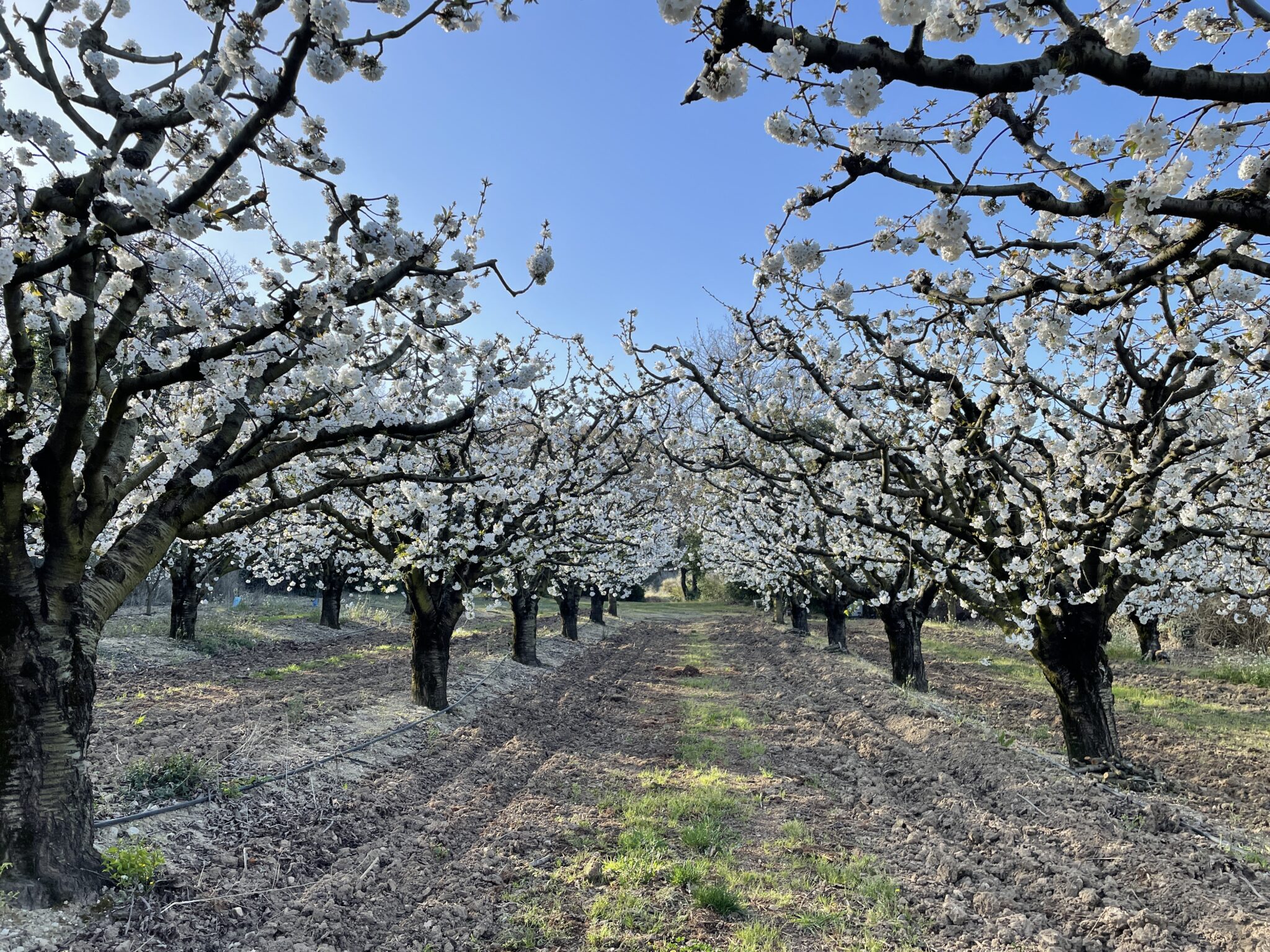 Provence Flowers | Lavender, Wildflowers, Irises | Only Provence