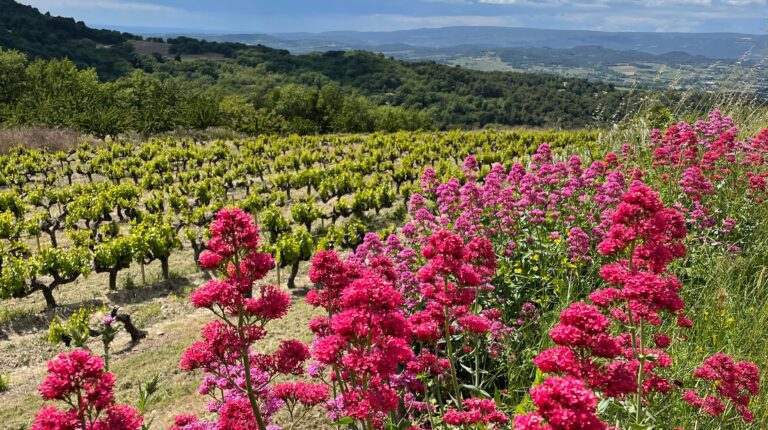 Provence Flowers | Lavender, Wildflowers, Irises | Only Provence