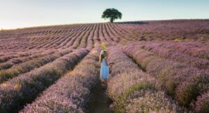 When to Visit Provence: Season-By-Season Guide