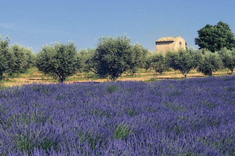 The Ultimate Provence Travel Guide: Where to Stay, Eat, and Explore in ...